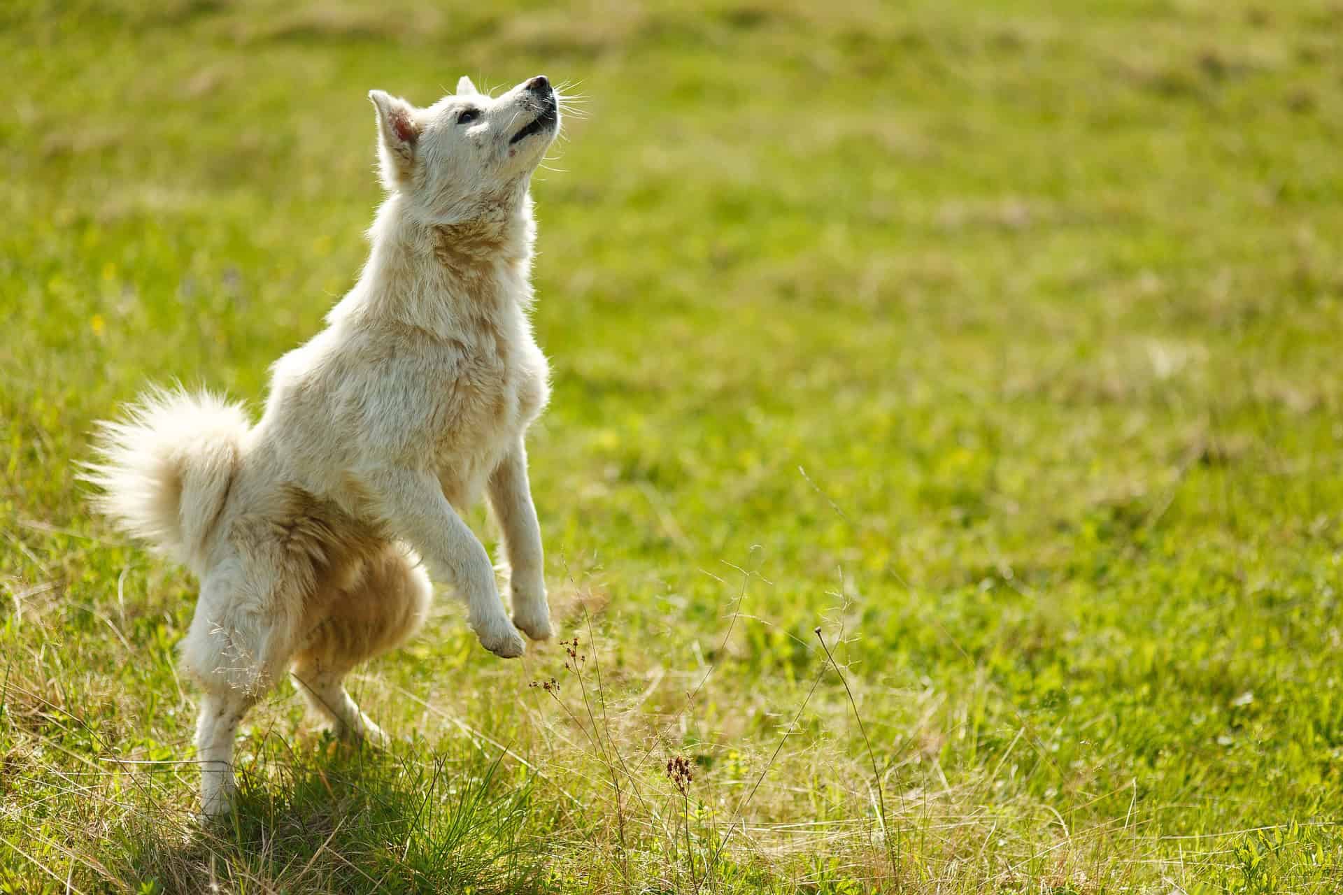 Unleashed and Unpredictable: Staying Safe Around Loose Dogs | Gearfuse